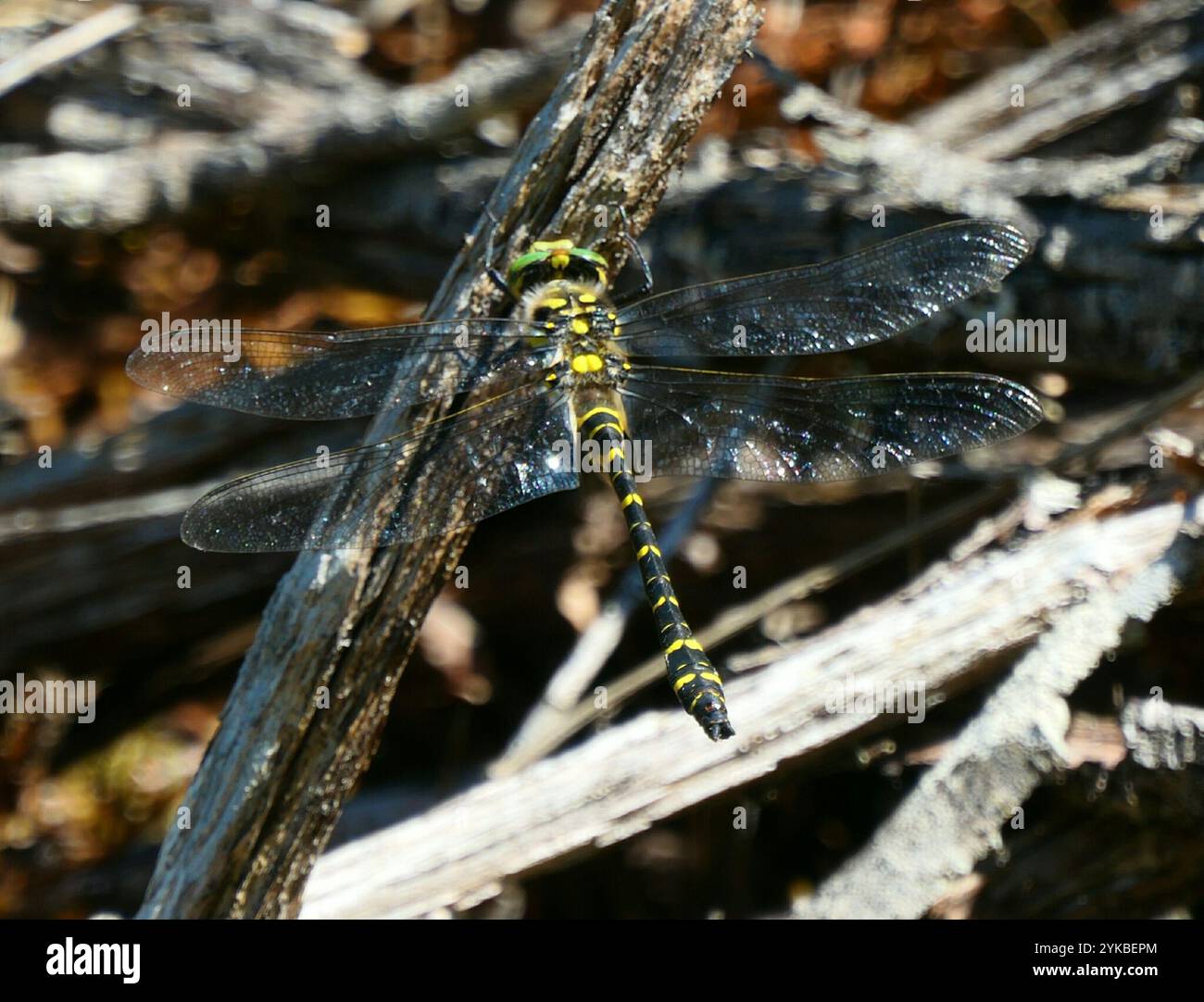 Golden-ringed Dragonfly (Cordulegaster boltonii Stock Photo - Alamy