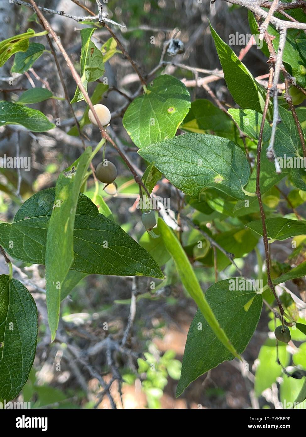 netleaf hackberry (Celtis reticulata Stock Photo - Alamy
