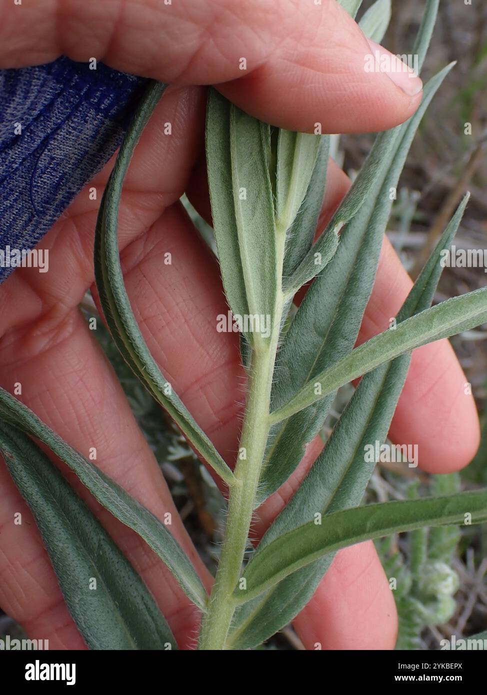 western stoneseed (Lithospermum ruderale Stock Photo - Alamy