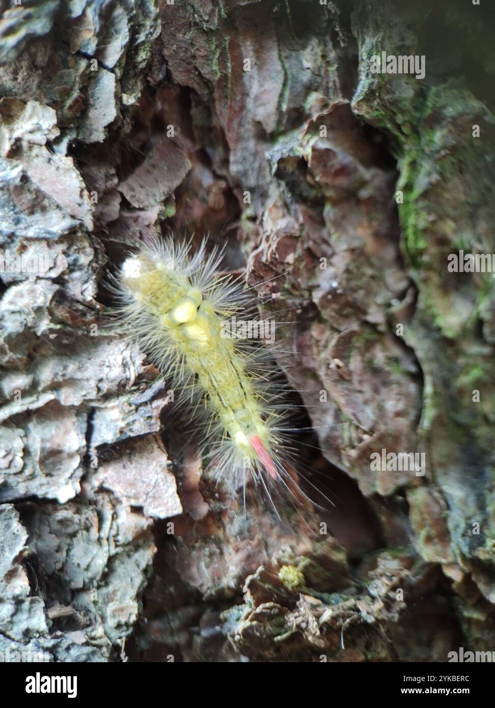 Pale Tussock Moth (Calliteara pudibunda Stock Photo - Alamy