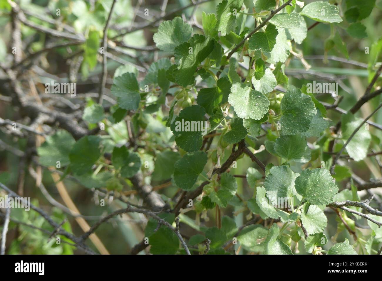wax currant (Ribes cereum Stock Photo - Alamy