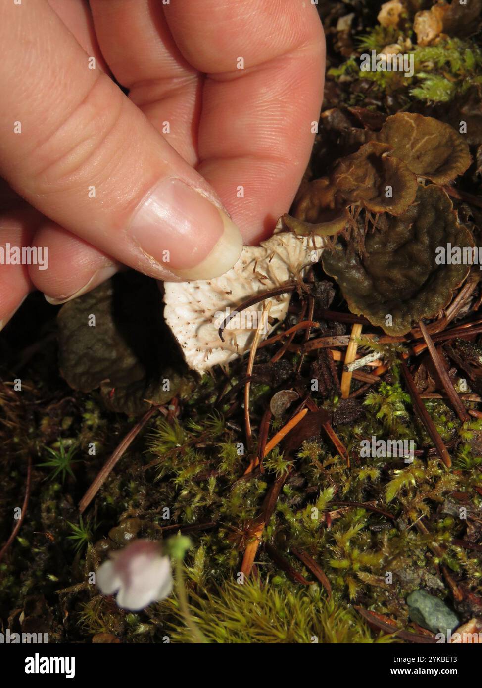 pelt lichens (Peltigera Stock Photo - Alamy