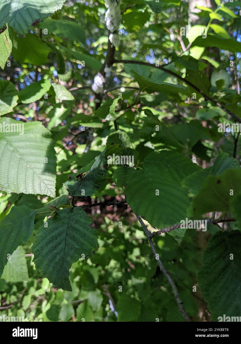 Common Hover Fly Parasitoid Wasp (Diplazon laetatorius Stock Photo - Alamy