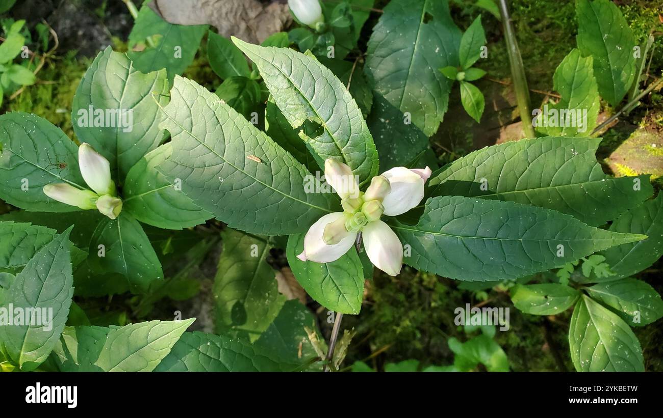 white turtlehead (Chelone glabra Stock Photo - Alamy