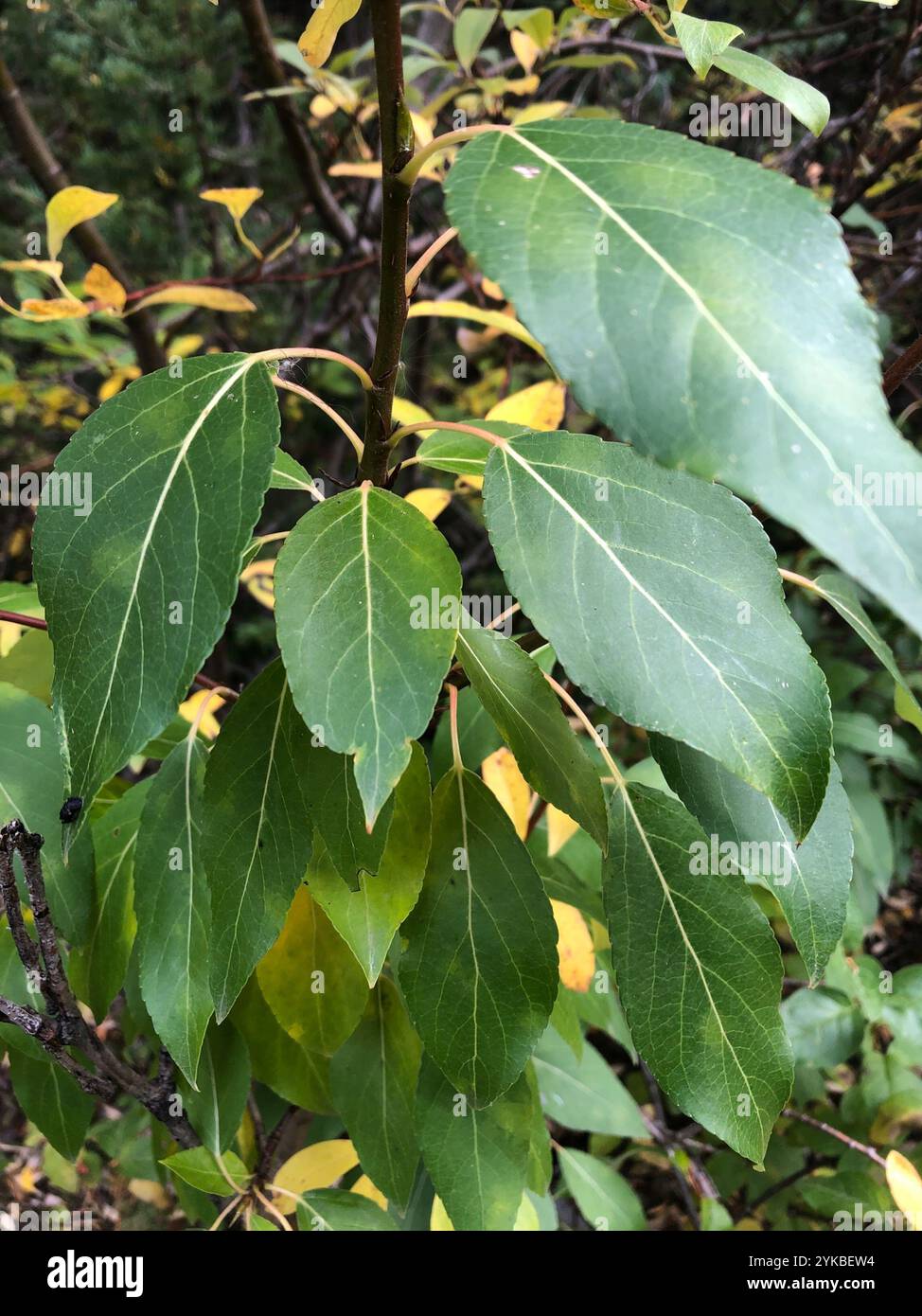balsam poplar (Populus balsamifera Stock Photo - Alamy