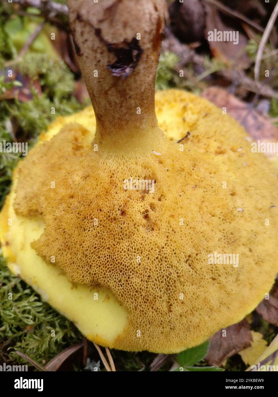 Purple-veiled Slippery Jack (Suillus luteus Stock Photo - Alamy
