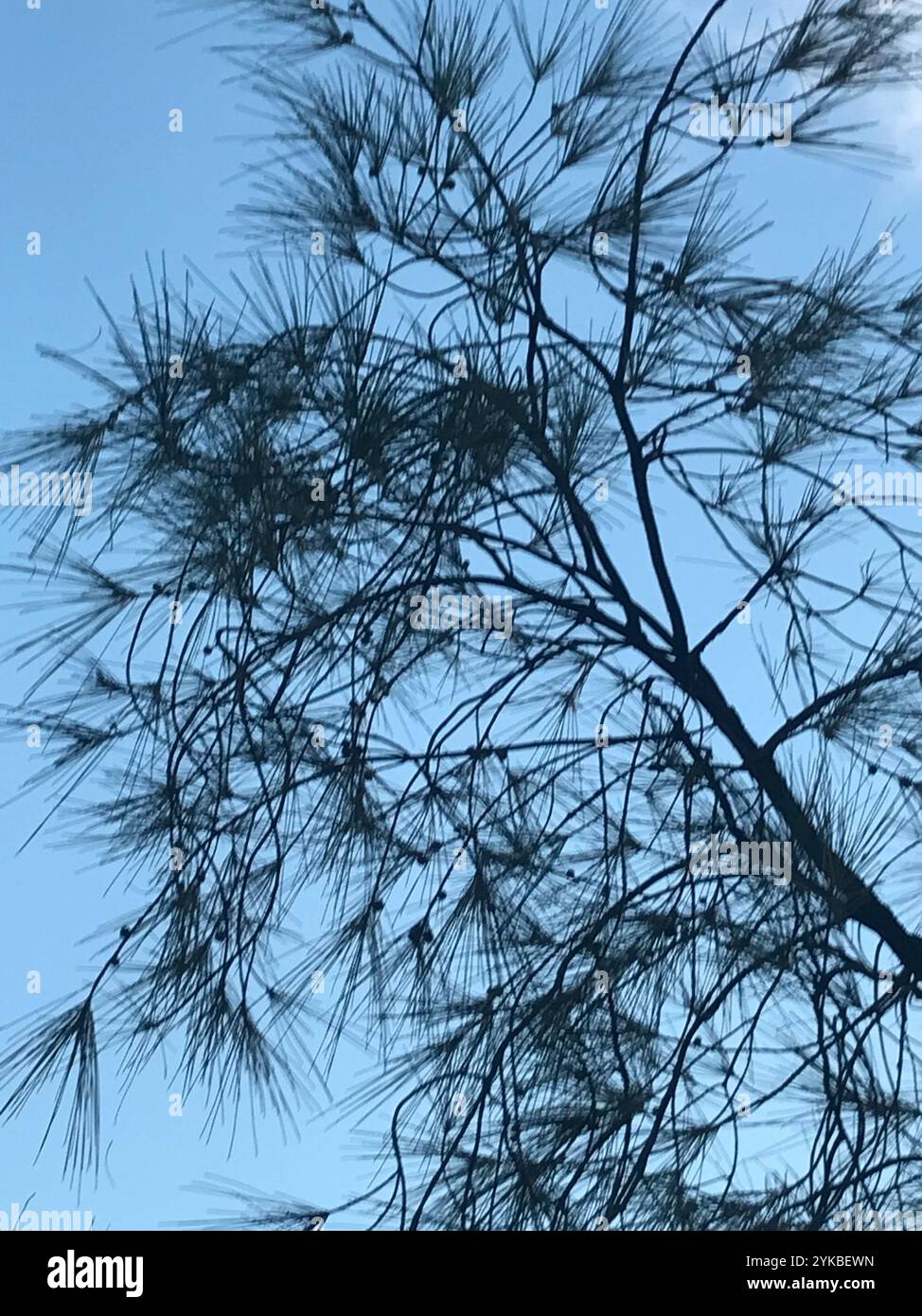 Beach Sheoak (Casuarina equisetifolia Stock Photo - Alamy