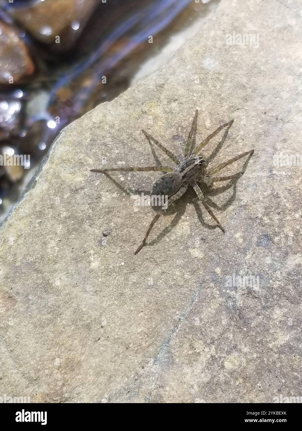 Thin-legged Wolf Spiders (Pardosa Stock Photo - Alamy
