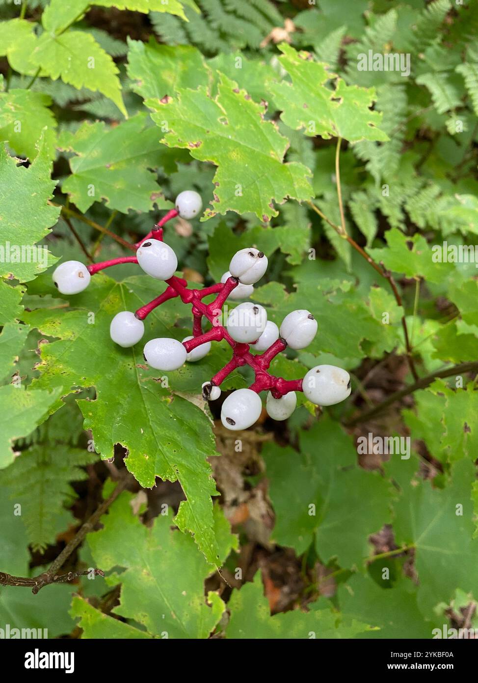 white baneberry (Actaea pachypoda Stock Photo - Alamy