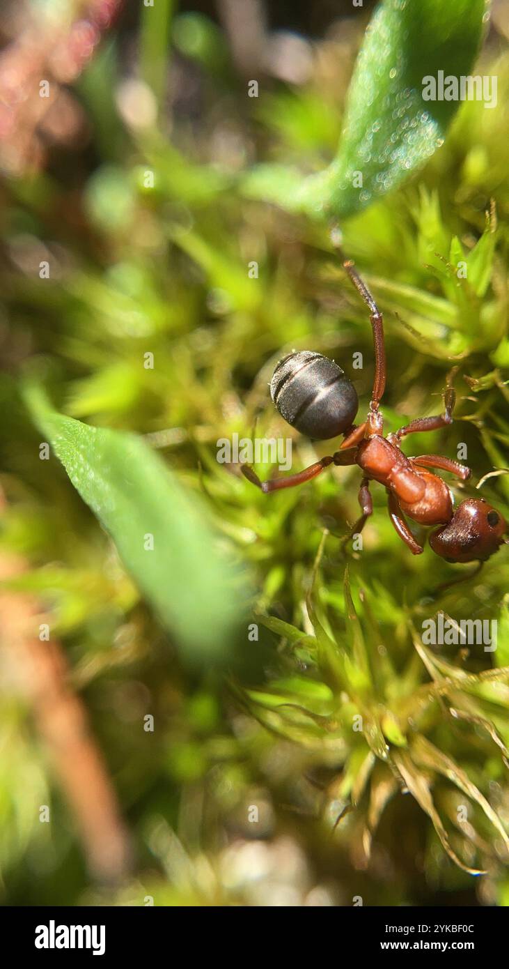 Blood-red Field Ant (Formica sanguinea Stock Photo - Alamy