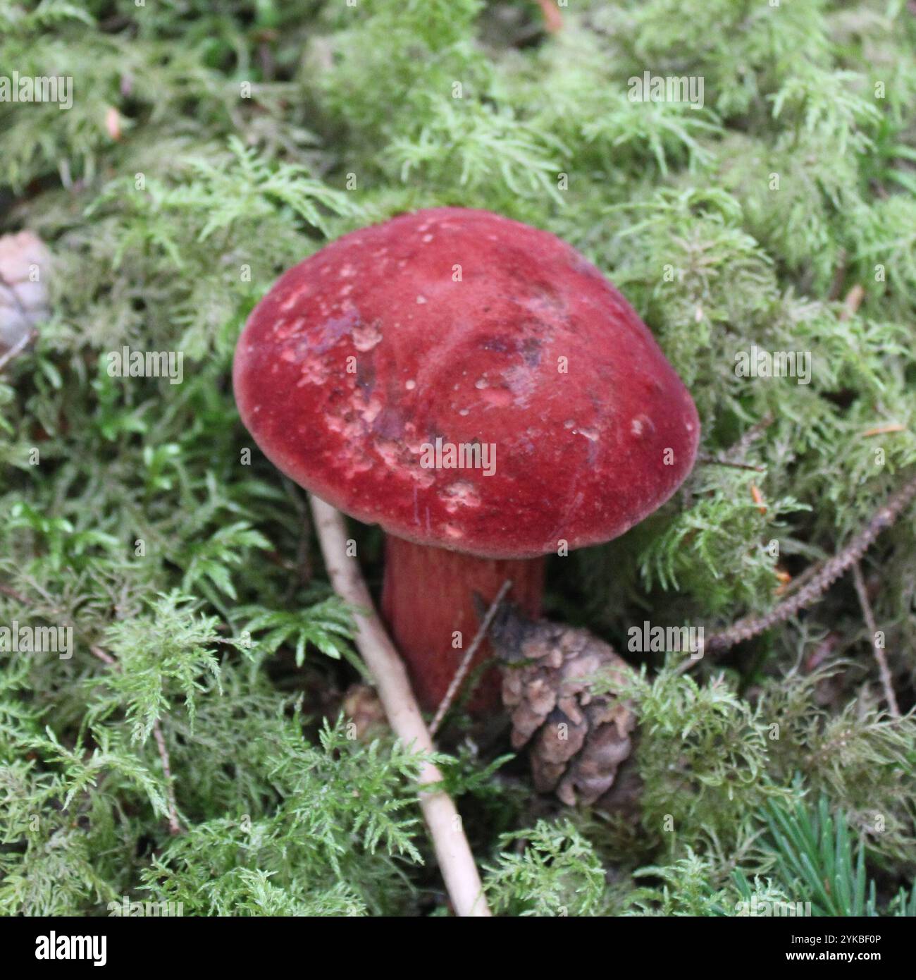 two-colored bolete (Baorangia bicolor Stock Photo - Alamy