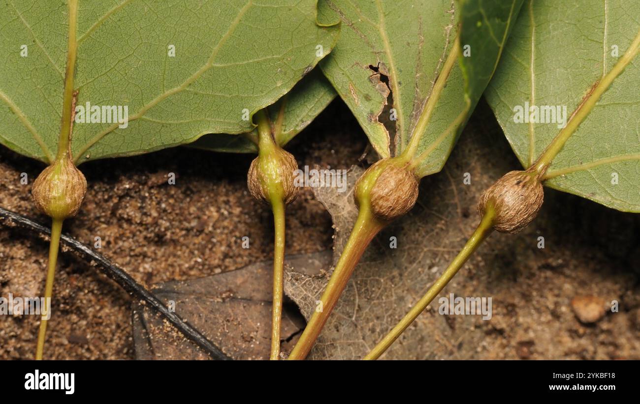 Aspen Petiole Gall Moth (Ectoedemia populella Stock Photo - Alamy