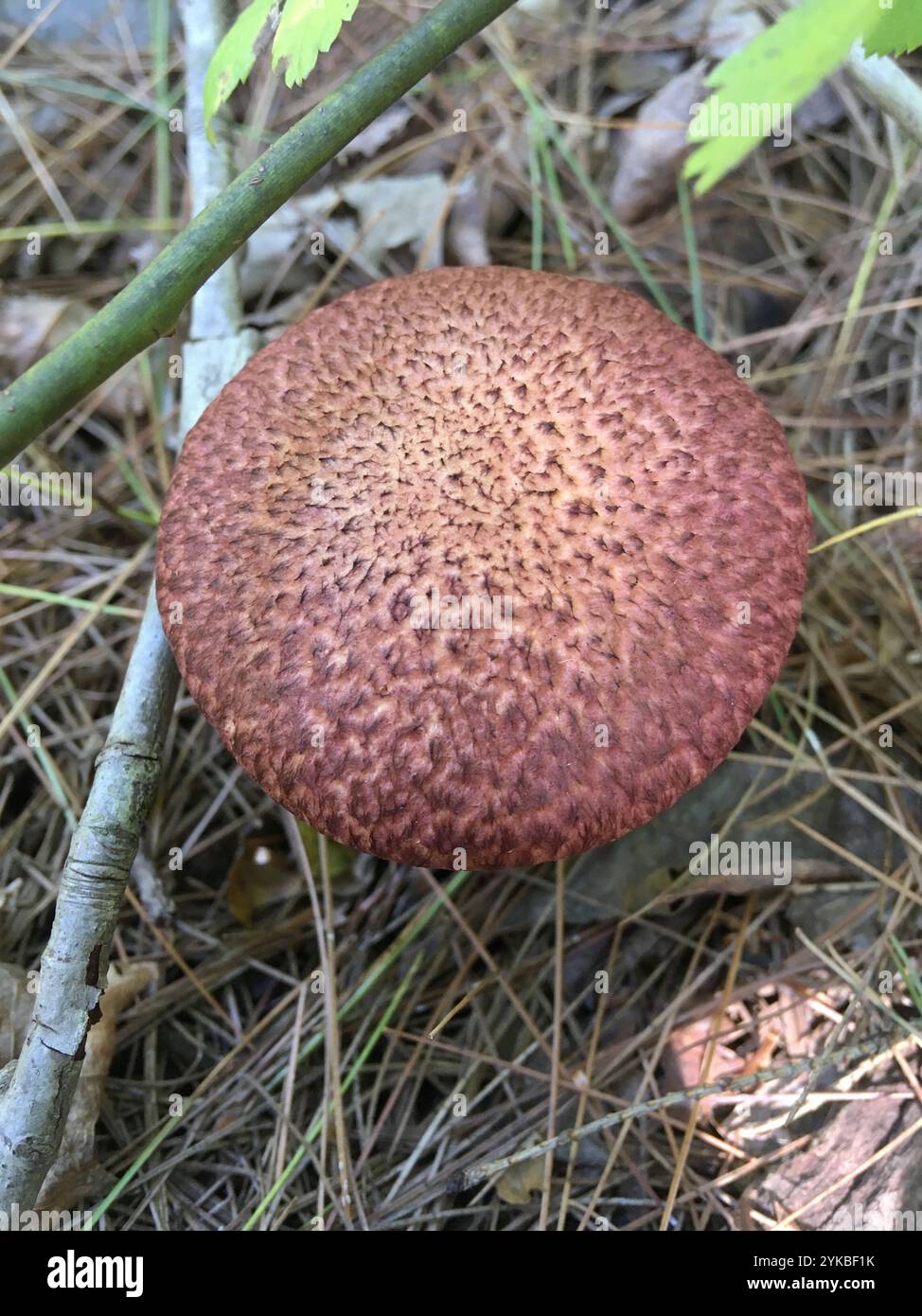 Painted Suillus (Suillus spraguei Stock Photo - Alamy