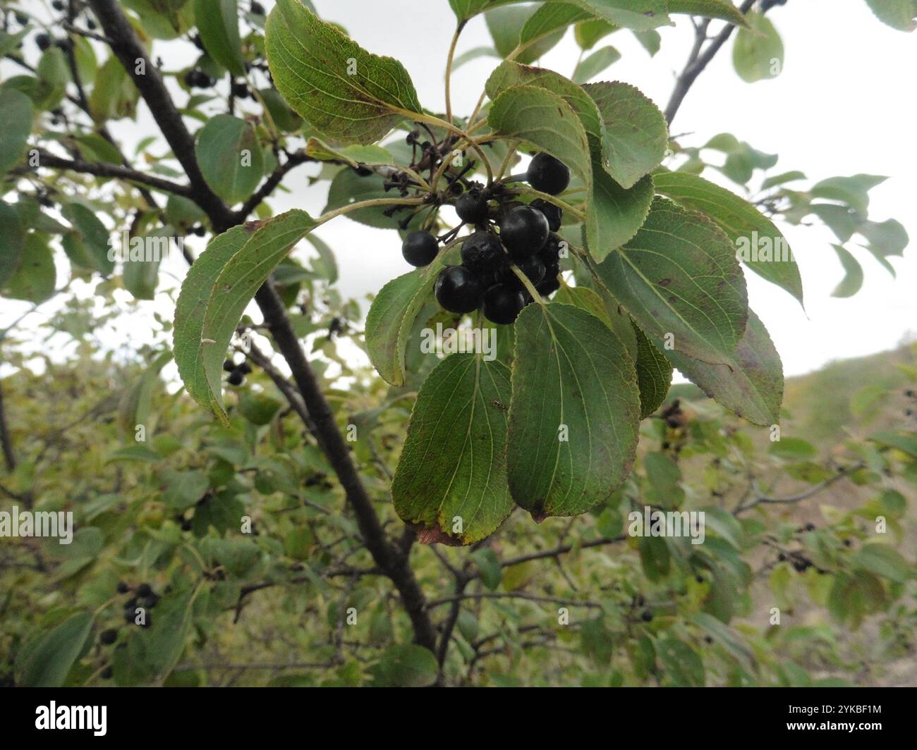 common buckthorn (Rhamnus cathartica Stock Photo - Alamy