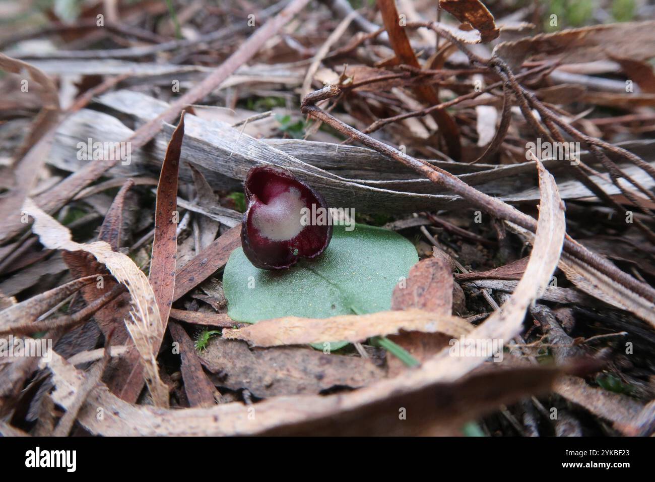 slaty helmet-orchid (Corybas incurvus Stock Photo - Alamy