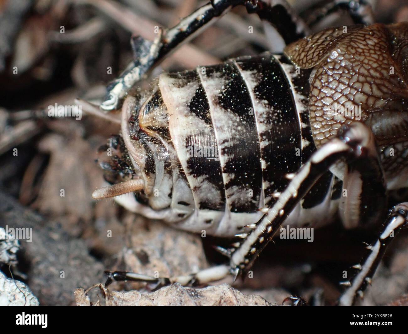 Great Grig (Cyphoderris monstrosa Stock Photo - Alamy