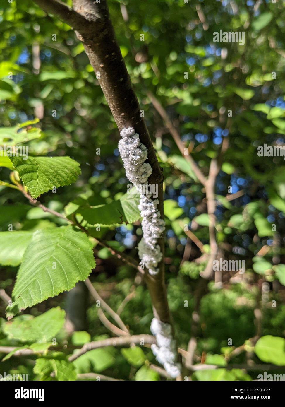 Woolly Alder Aphid (Prociphilus tessellatus Stock Photo - Alamy