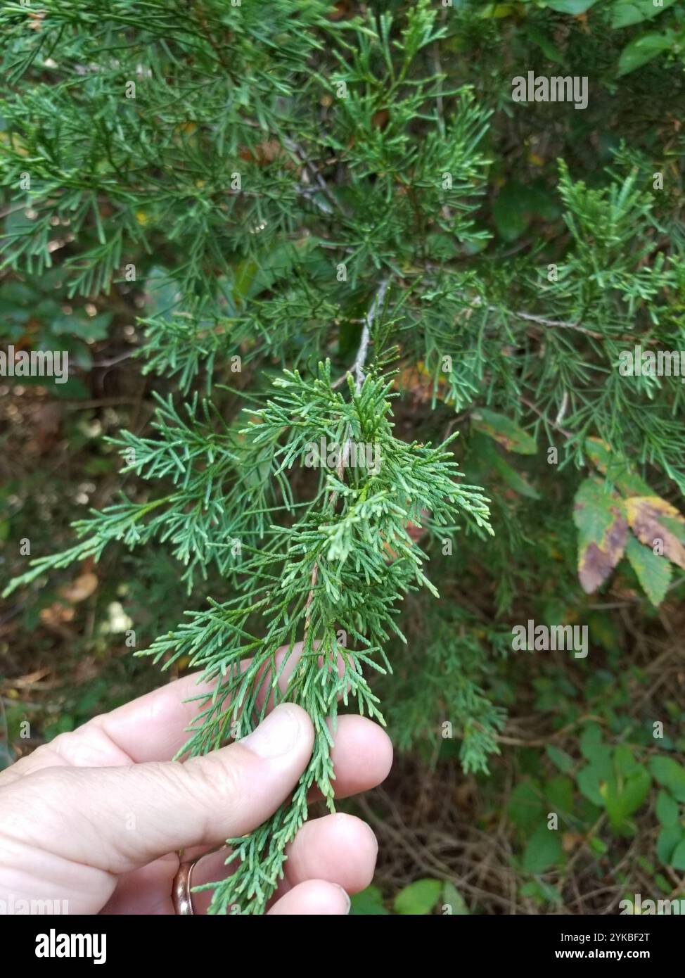 Ashe juniper (Juniperus ashei Stock Photo - Alamy