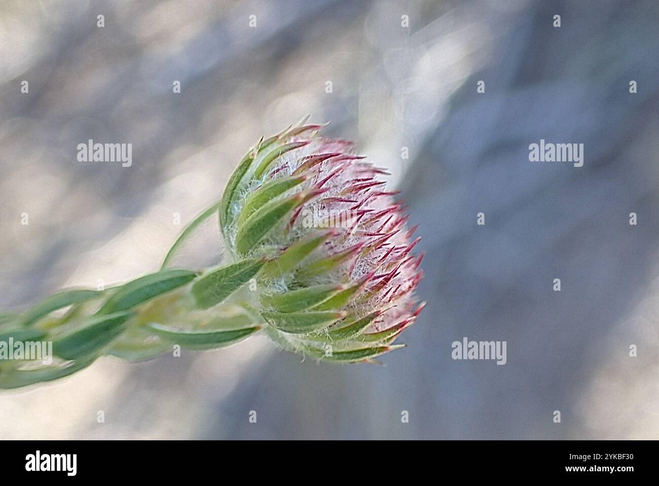 African Stoebe (Stoebe aethiopica Stock Photo - Alamy