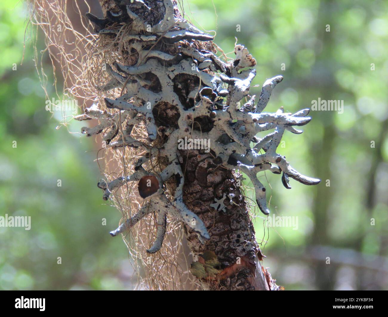 Tube Lichens (Hypogymnia Stock Photo - Alamy