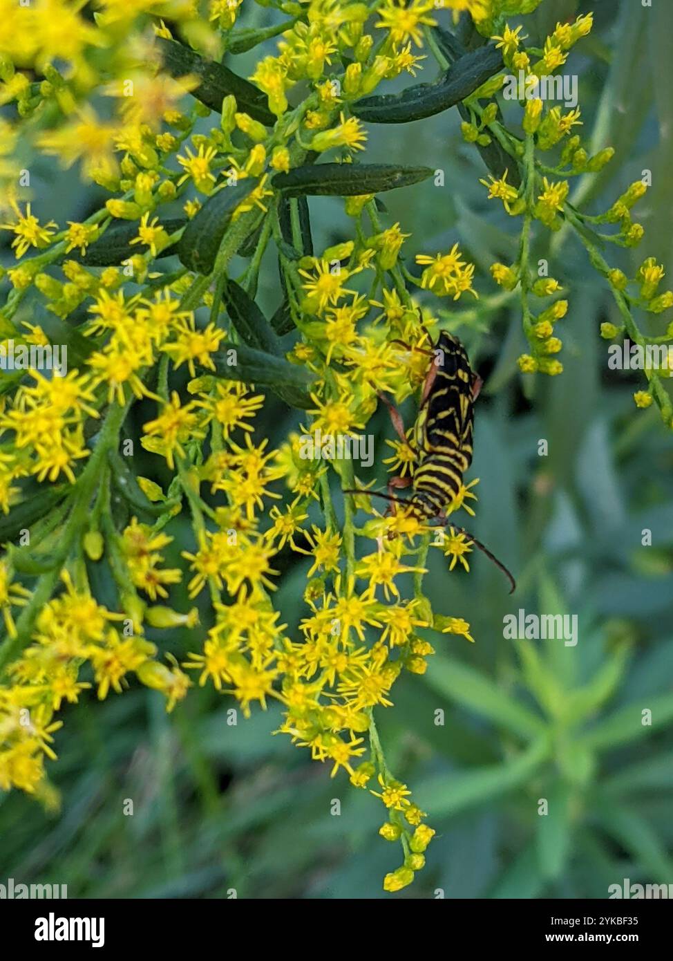 Locust Borer (Megacyllene robiniae Stock Photo - Alamy