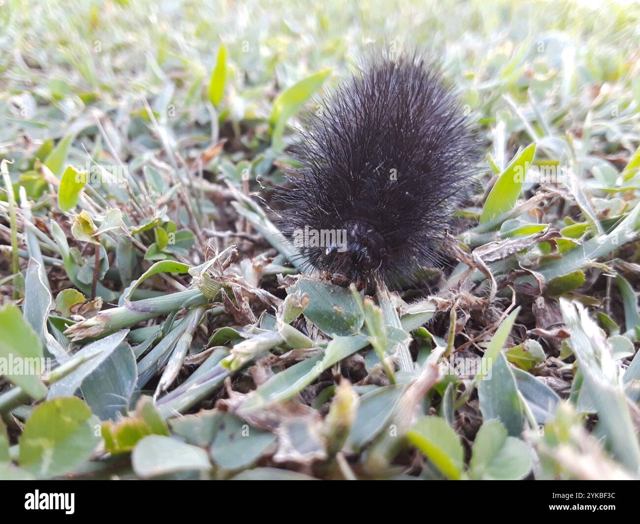 Giant Leopard Moth (Hypercompe scribonia Stock Photo - Alamy
