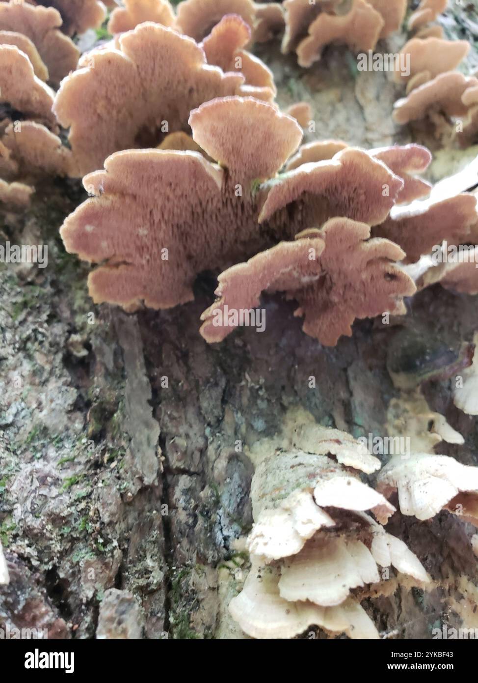 Cerrena unicolor hi-res stock photography and images - Alamy