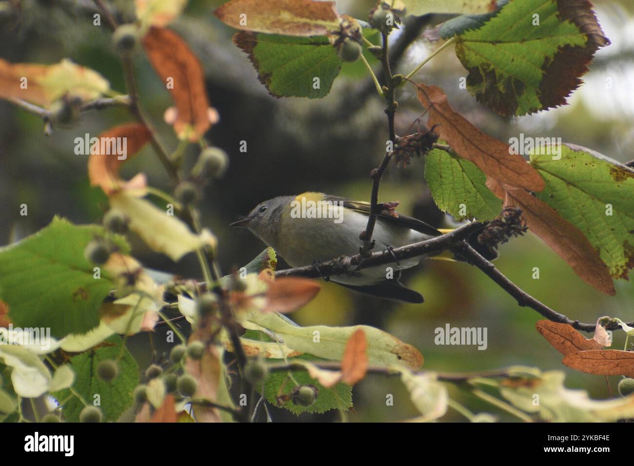 American Redstart (Setophaga ruticilla Stock Photo - Alamy