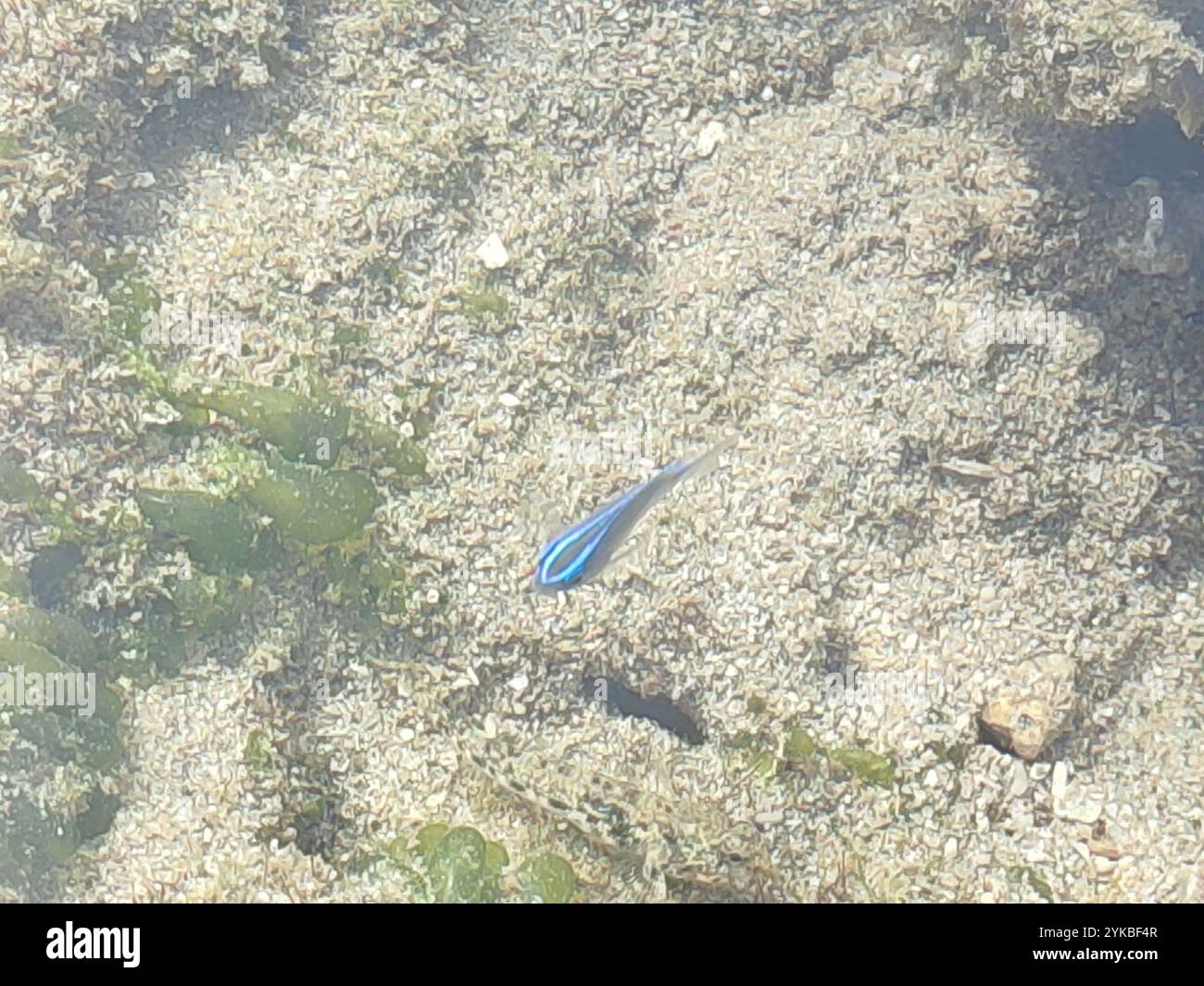 Chrysiptera glauca hi-res stock photography and images - Alamy