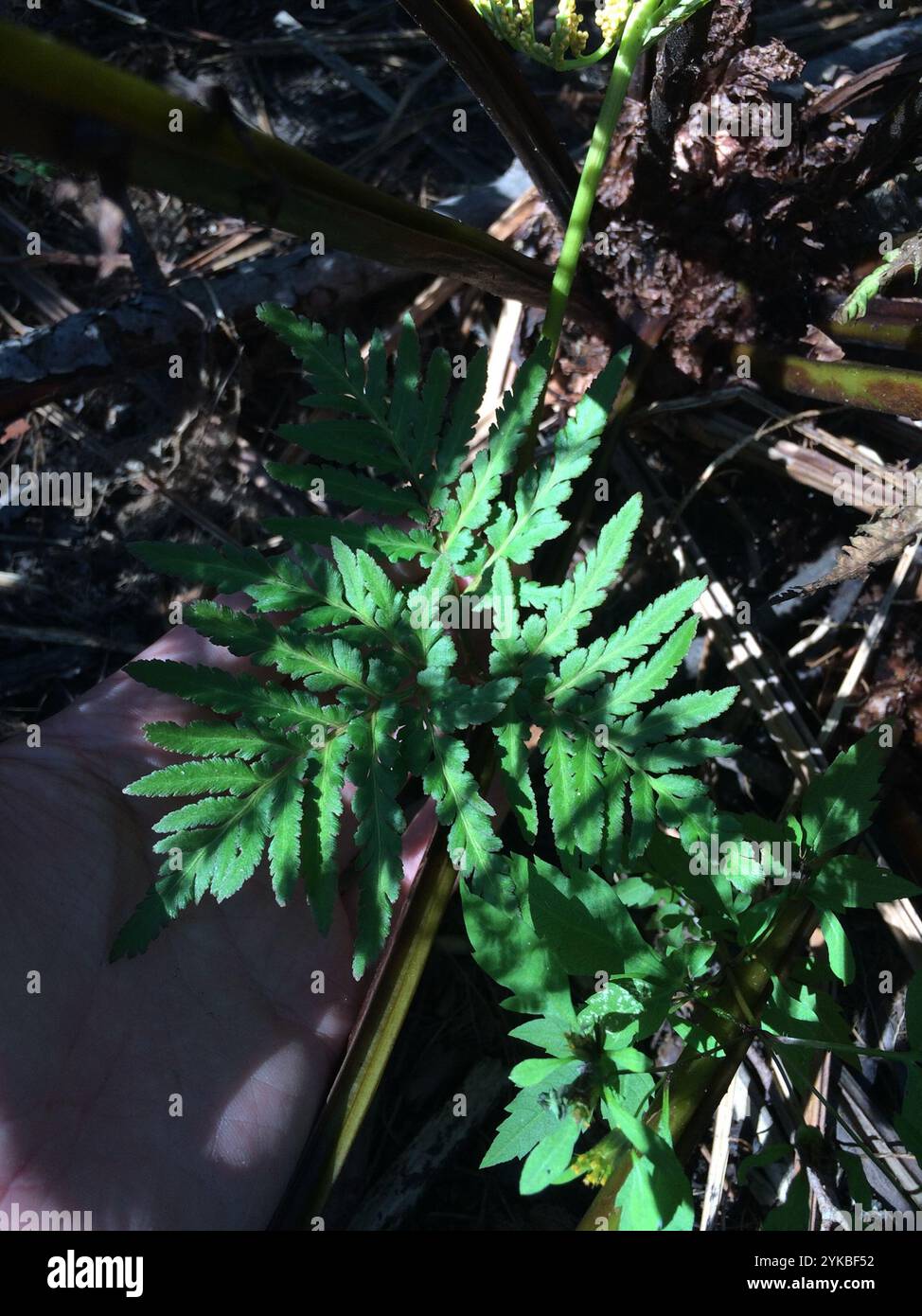 Cutleaf Grapefern (Sceptridium dissectum Stock Photo - Alamy