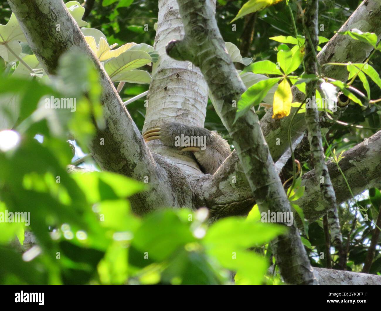 Pale-throated Three-toed Sloth (Bradypus tridactylus Stock Photo - Alamy