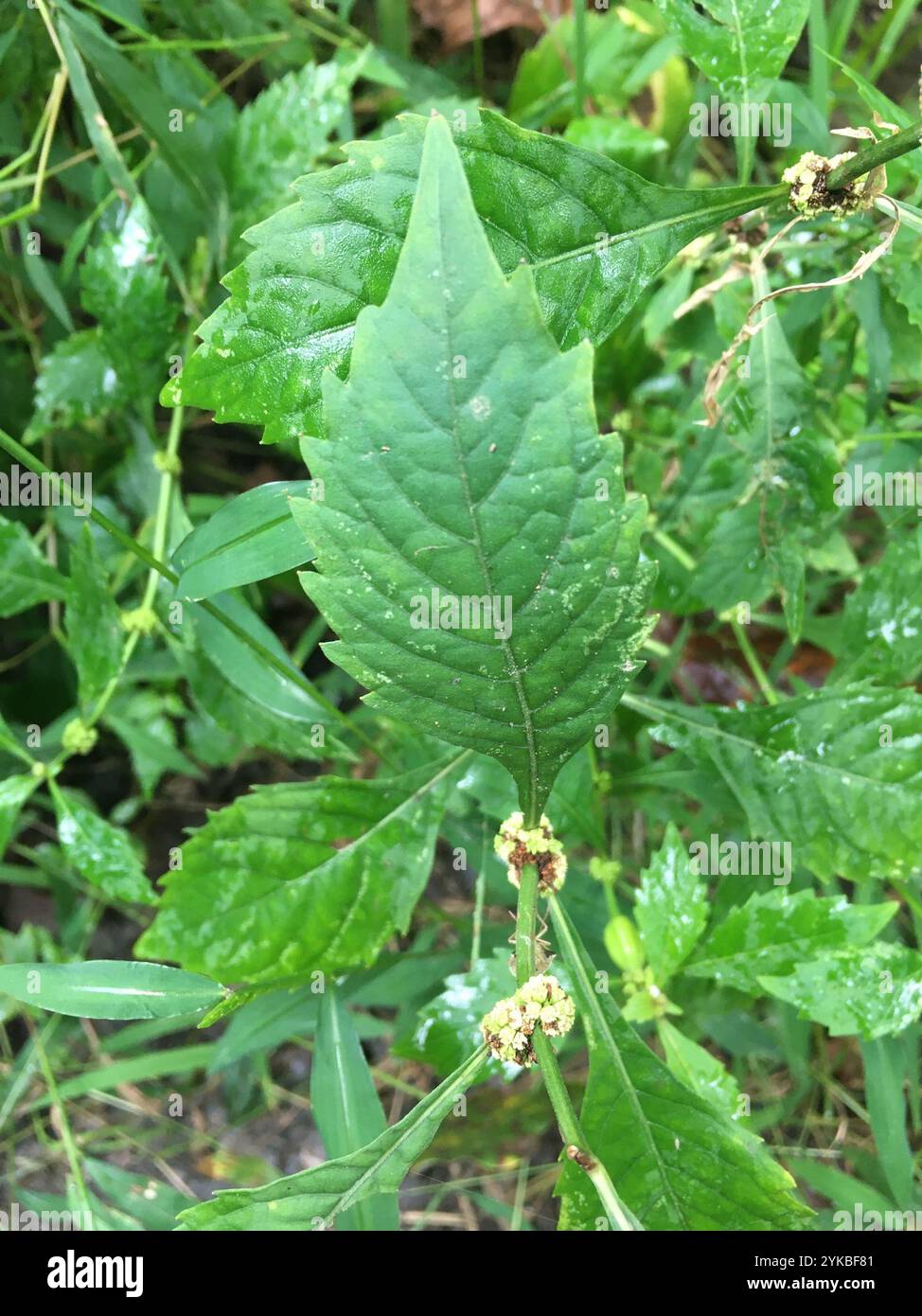 sweet bugleweed (Lycopus virginicus Stock Photo - Alamy