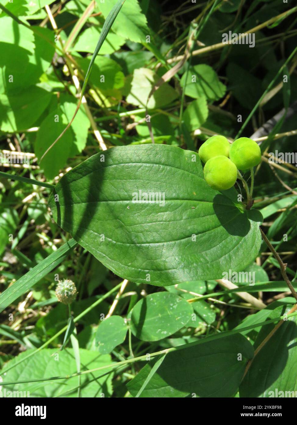 rough-fruited fairybells (Prosartes trachycarpa Stock Photo - Alamy