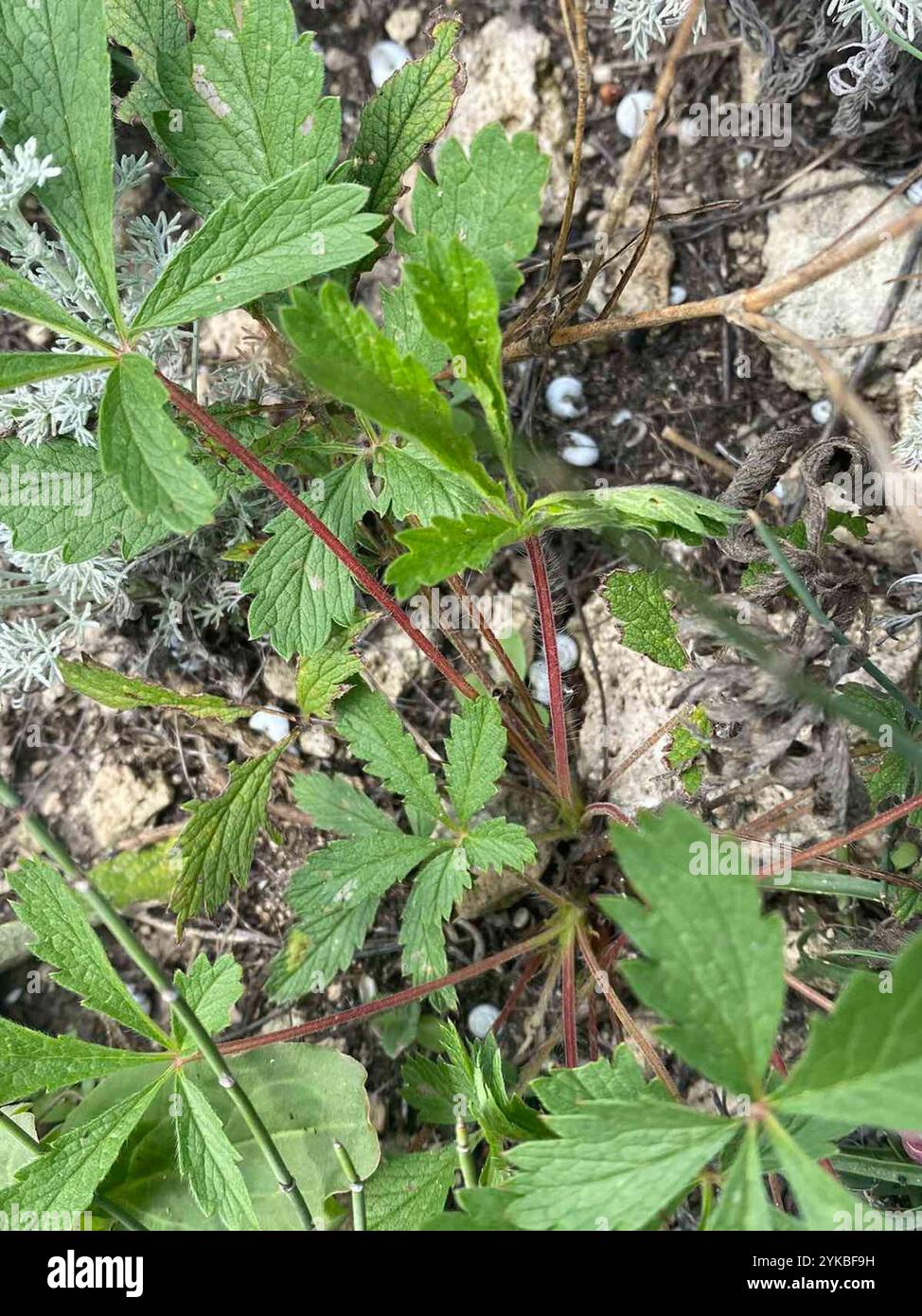 Creeping cinquefoil (Potentilla reptans Stock Photo - Alamy