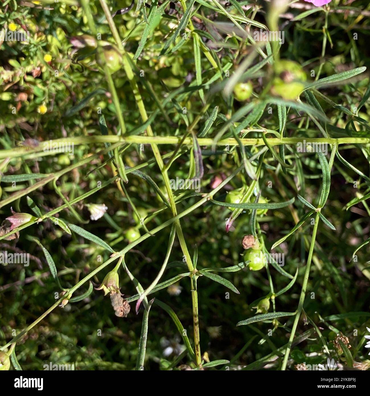 Purple agalinis hi-res stock photography and images - Alamy