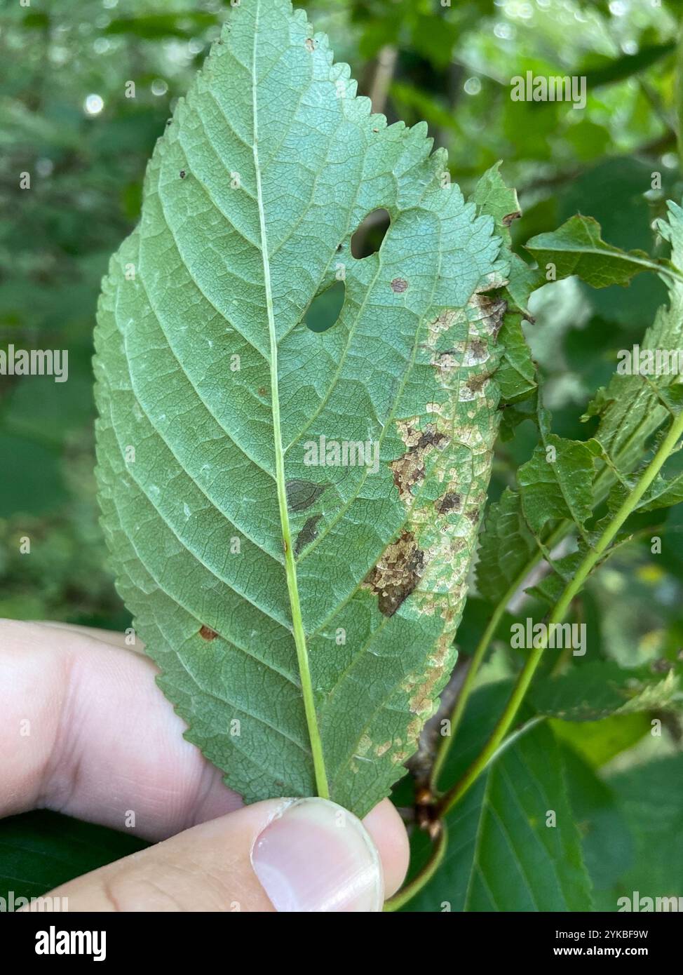 Cherry slug sawfly hi-res stock photography and images - Alamy