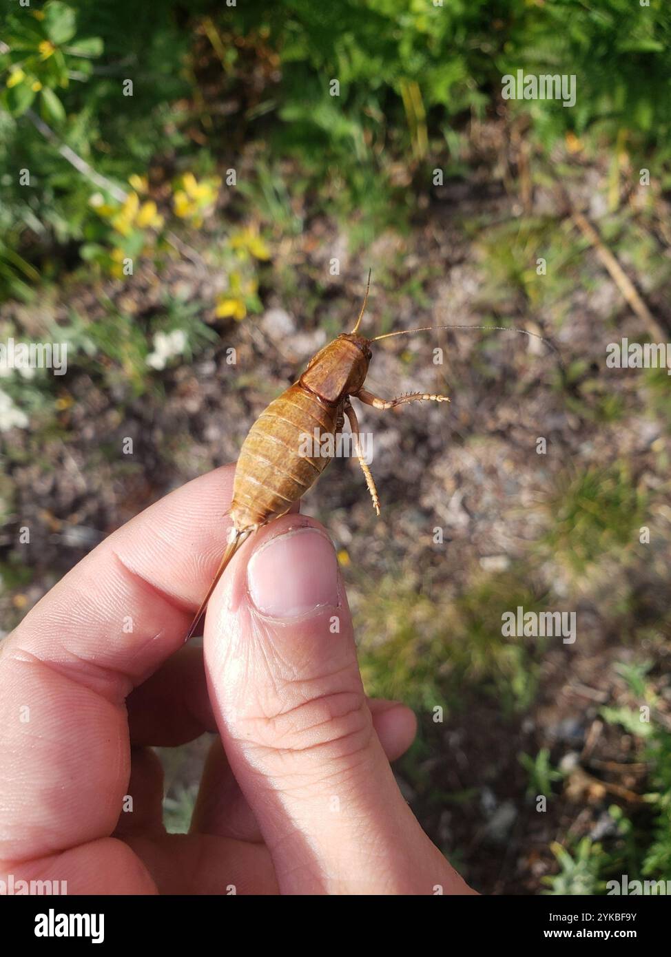 Mormon Cricket (Anabrus simplex Stock Photo - Alamy