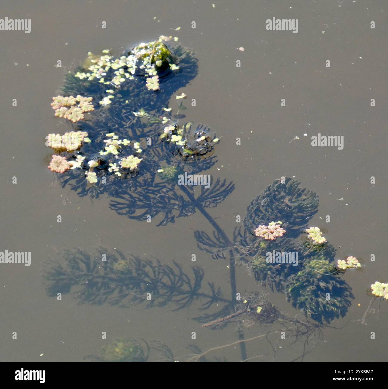 coontail (Ceratophyllum demersum Stock Photo - Alamy