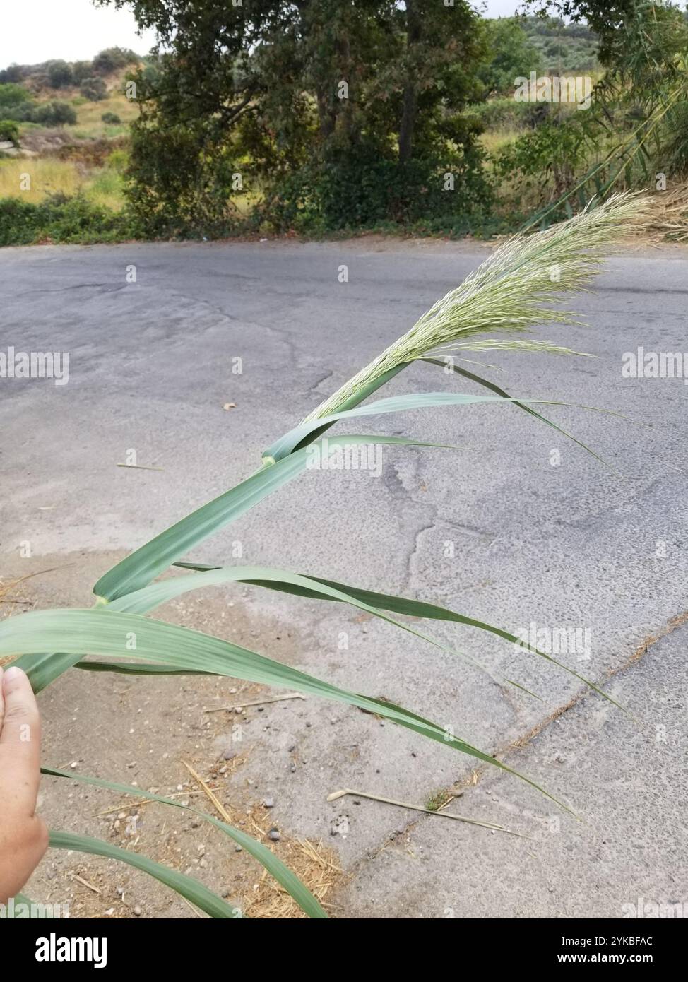 giant reed (Arundo donax Stock Photo - Alamy