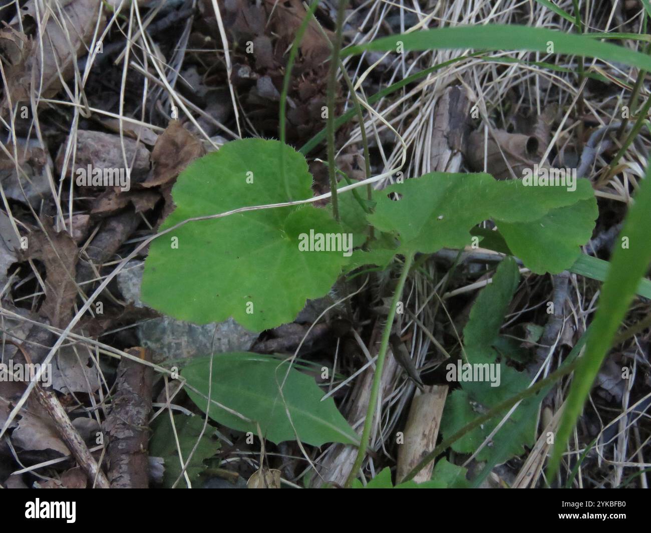 Three-toothed Mitrewort (Ozomelis trifida Stock Photo - Alamy