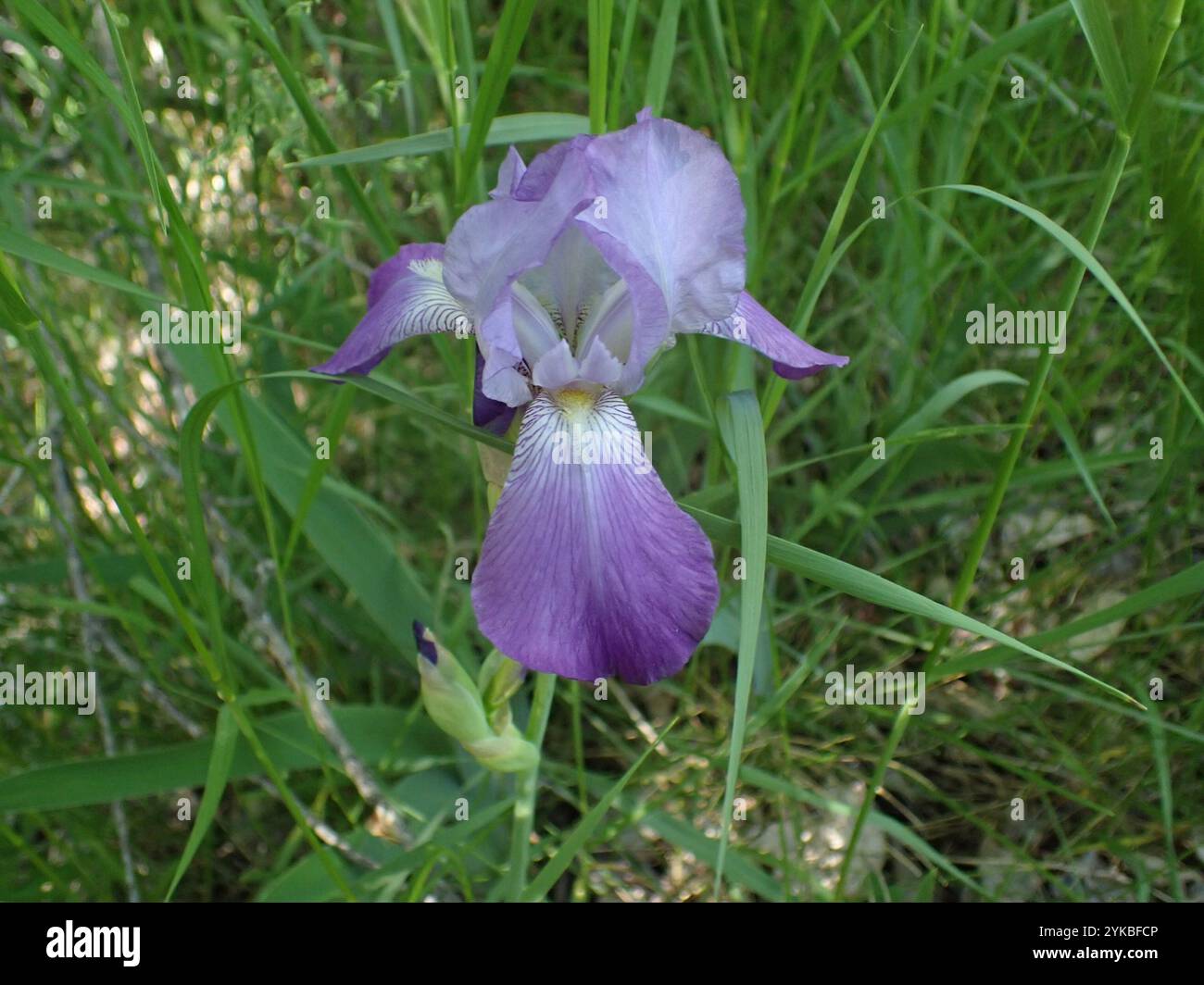 (Iris × hybrida Stock Photo - Alamy