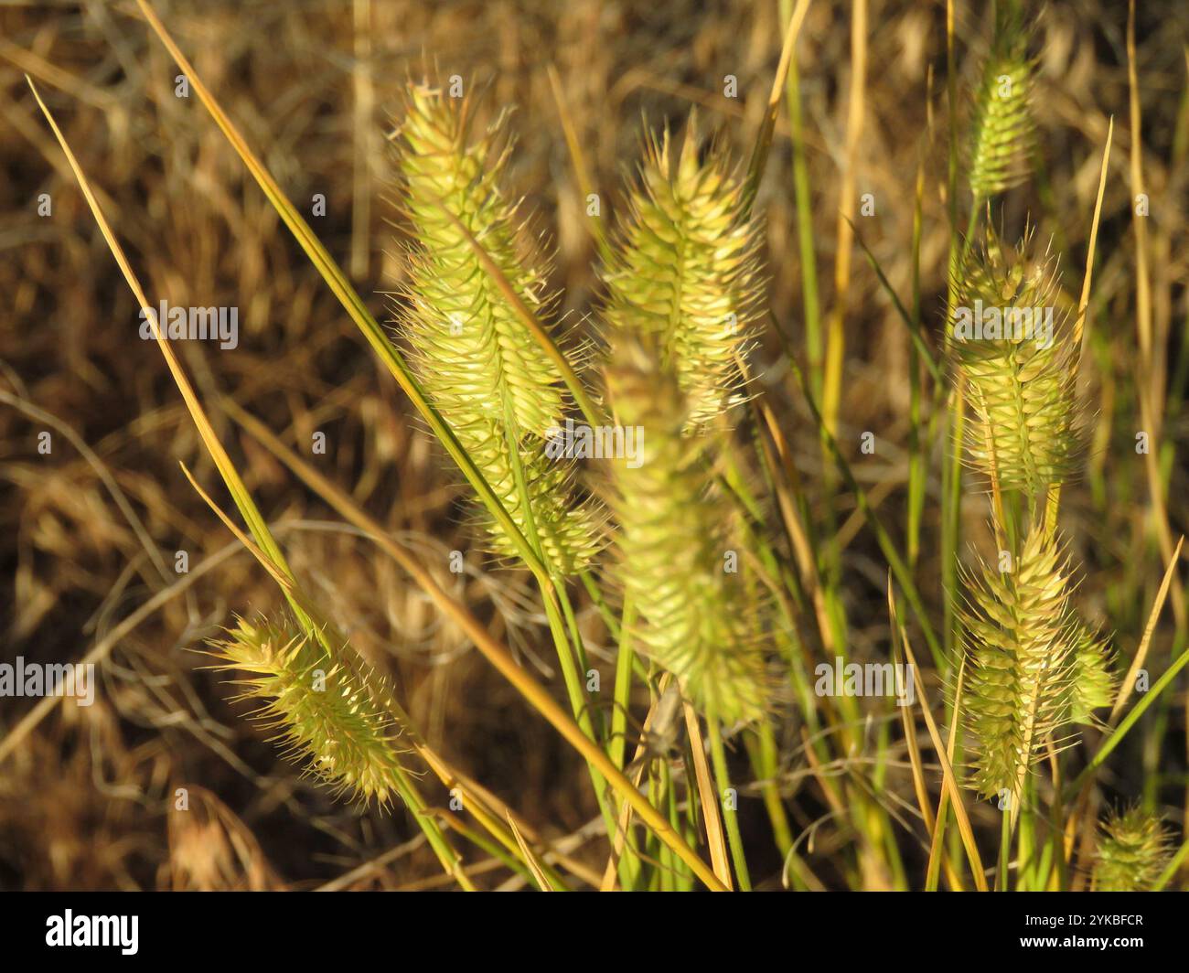 Crested Wheatgrass (Agropyron cristatum Stock Photo - Alamy