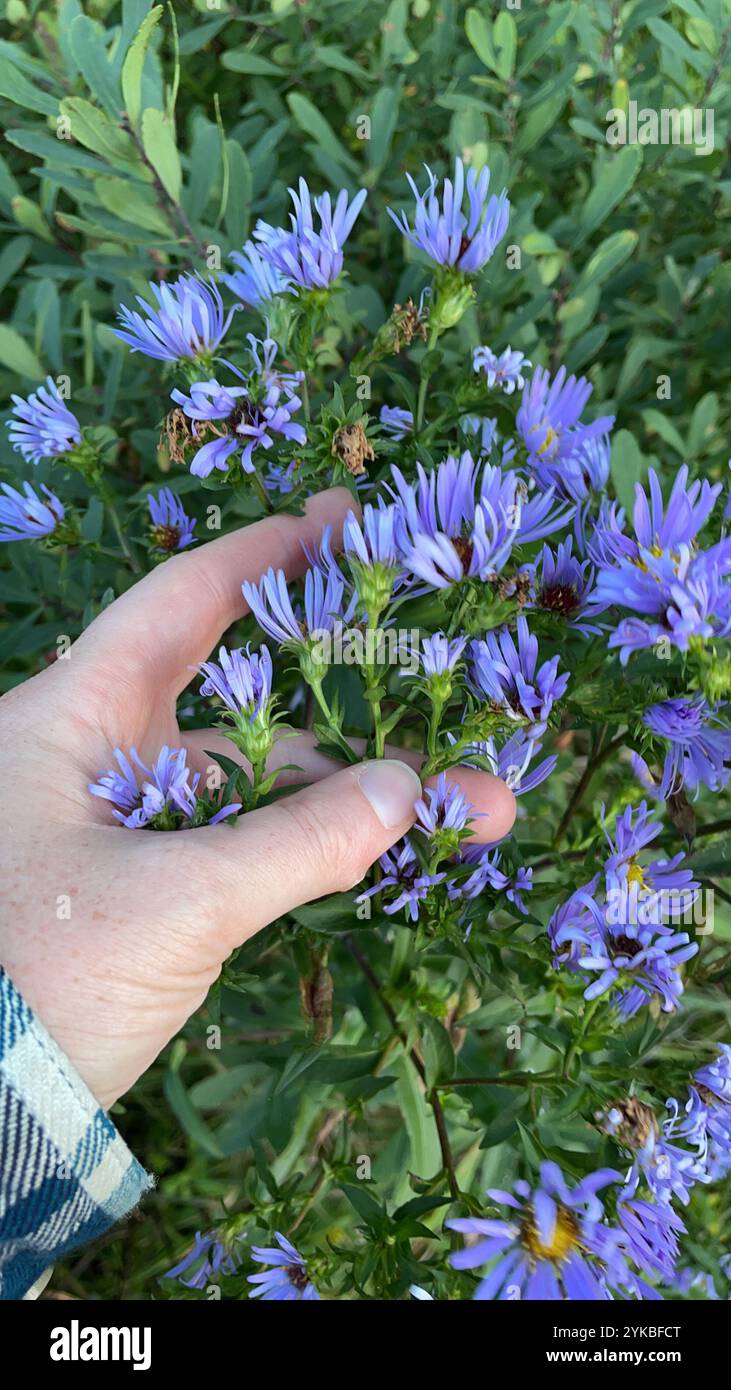swamp aster (Symphyotrichum puniceum Stock Photo - Alamy
