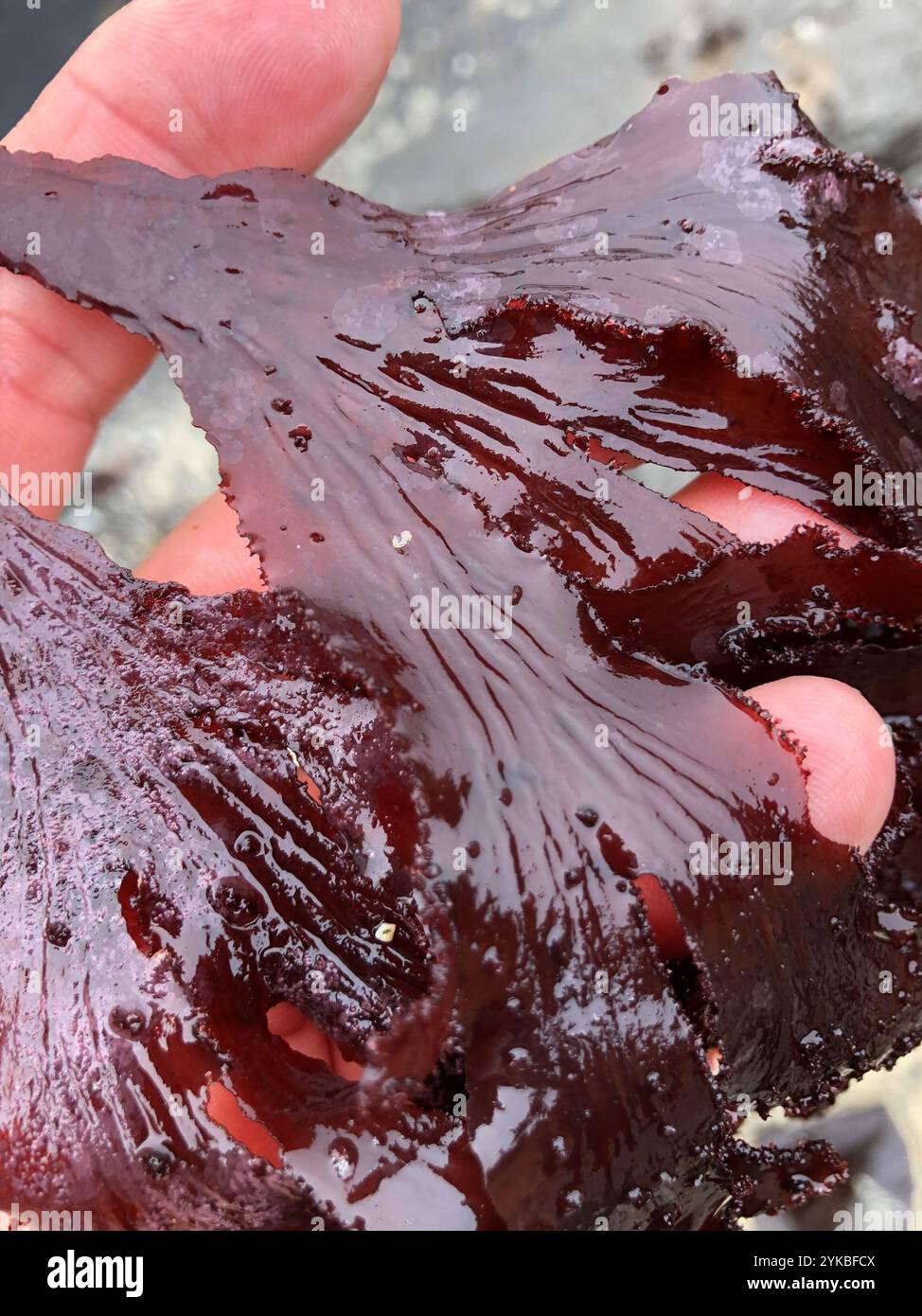 Grape Tongue (Cryptopleura ruprechtiana Stock Photo - Alamy