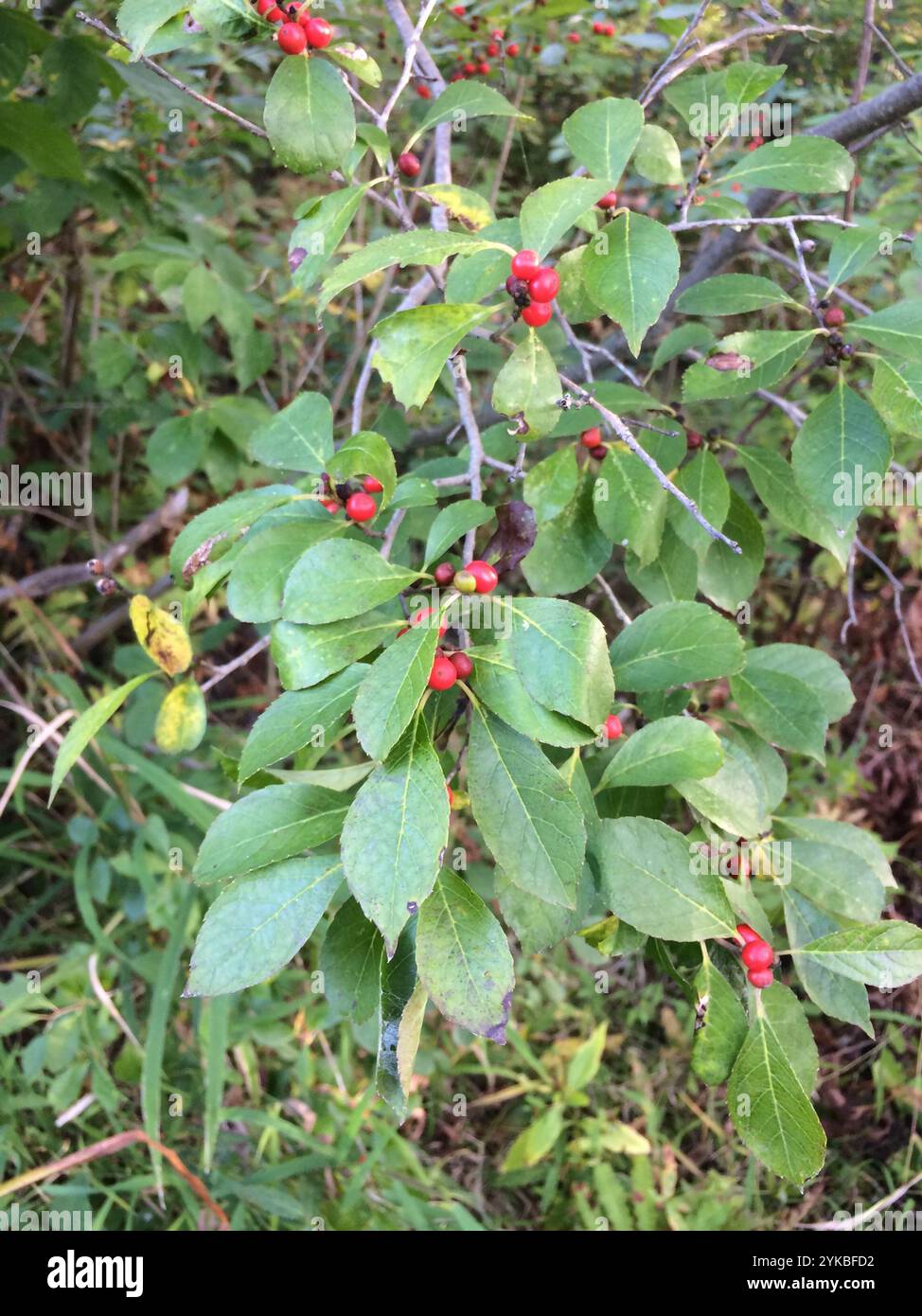 winterberry holly (Ilex verticillata Stock Photo - Alamy