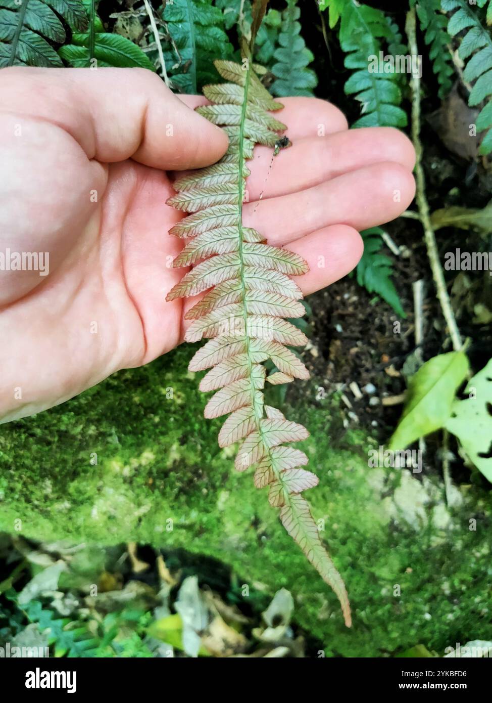 Blechnum chambersii hi-res stock photography and images - Alamy