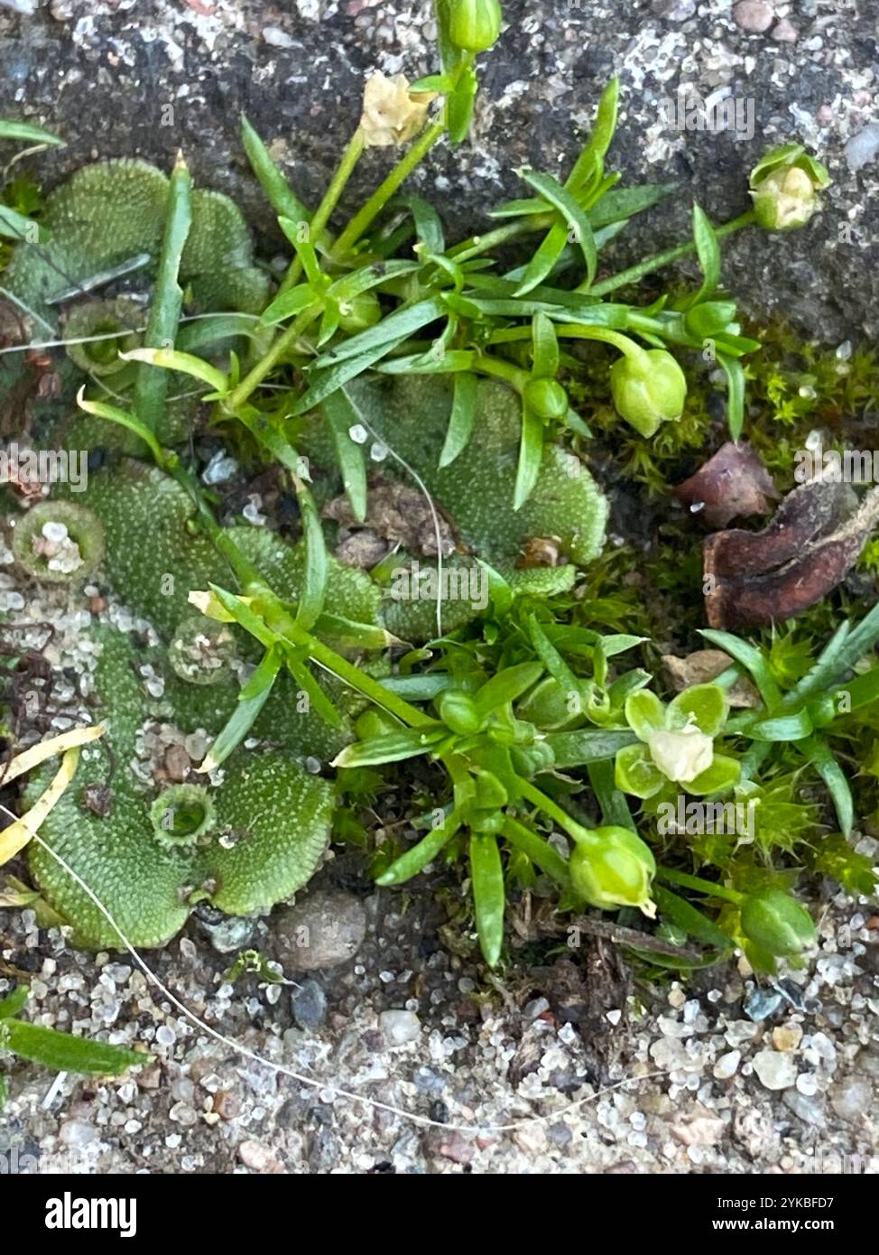 Procumbent Pearlwort (Sagina procumbens Stock Photo - Alamy