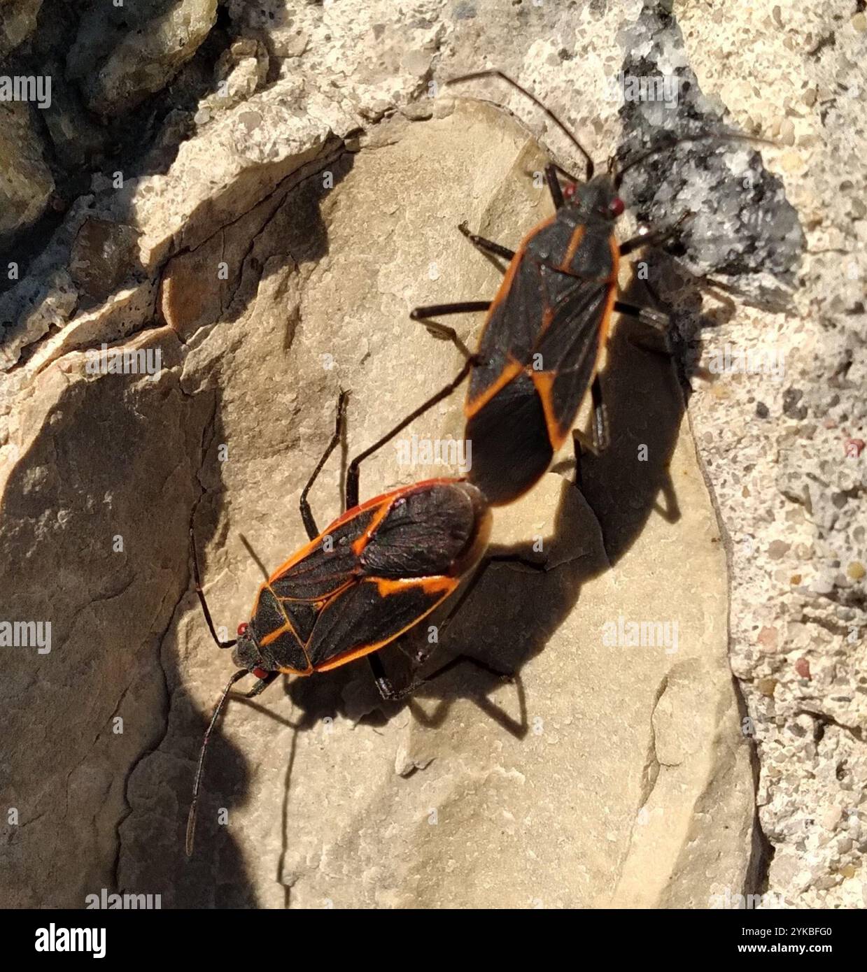 Eastern Boxelder Bug (Boisea trivittata Stock Photo - Alamy