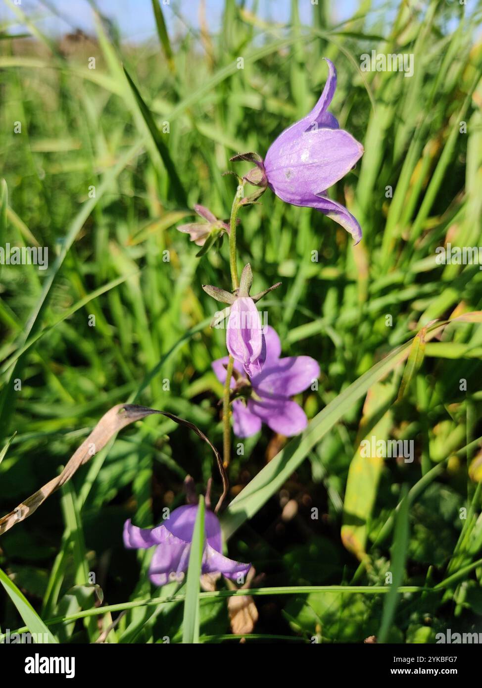 Common Harebell (Campanula rotundifolia Stock Photo - Alamy
