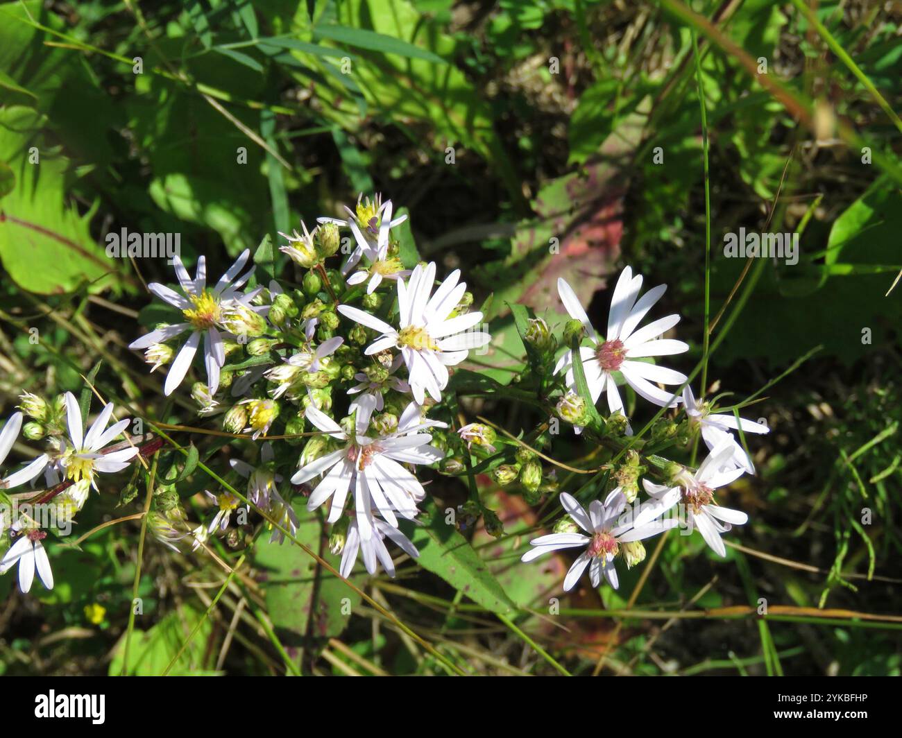 American asters (Symphyotrichum Stock Photo - Alamy